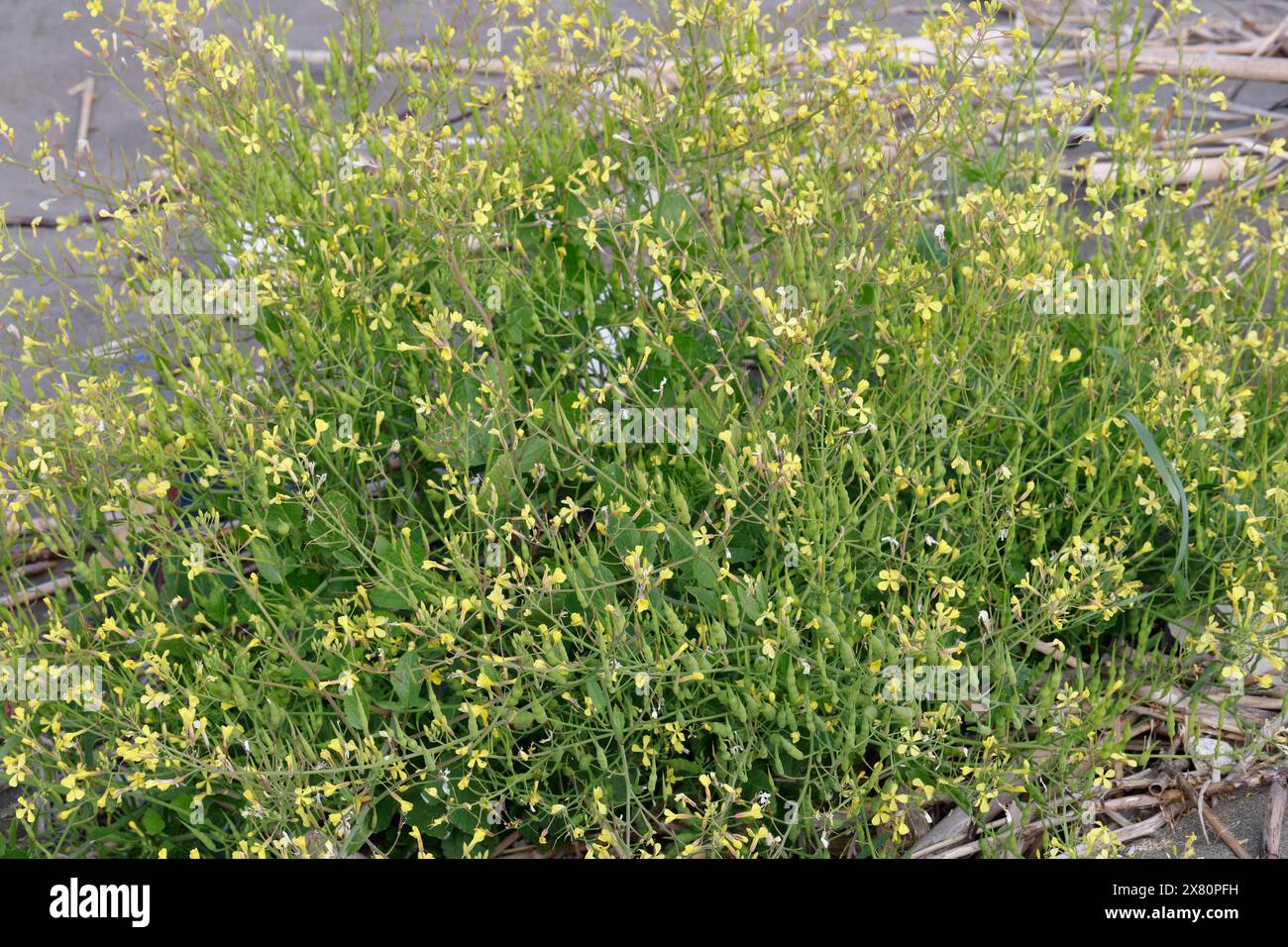 Acker-Rettich, Ackerrettich, Hederich, Wilder Rettich, Raphanus ...