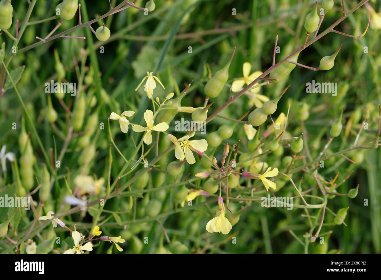 Acker-Rettich, Ackerrettich, Hederich, Wilder Rettich, Raphanus ...