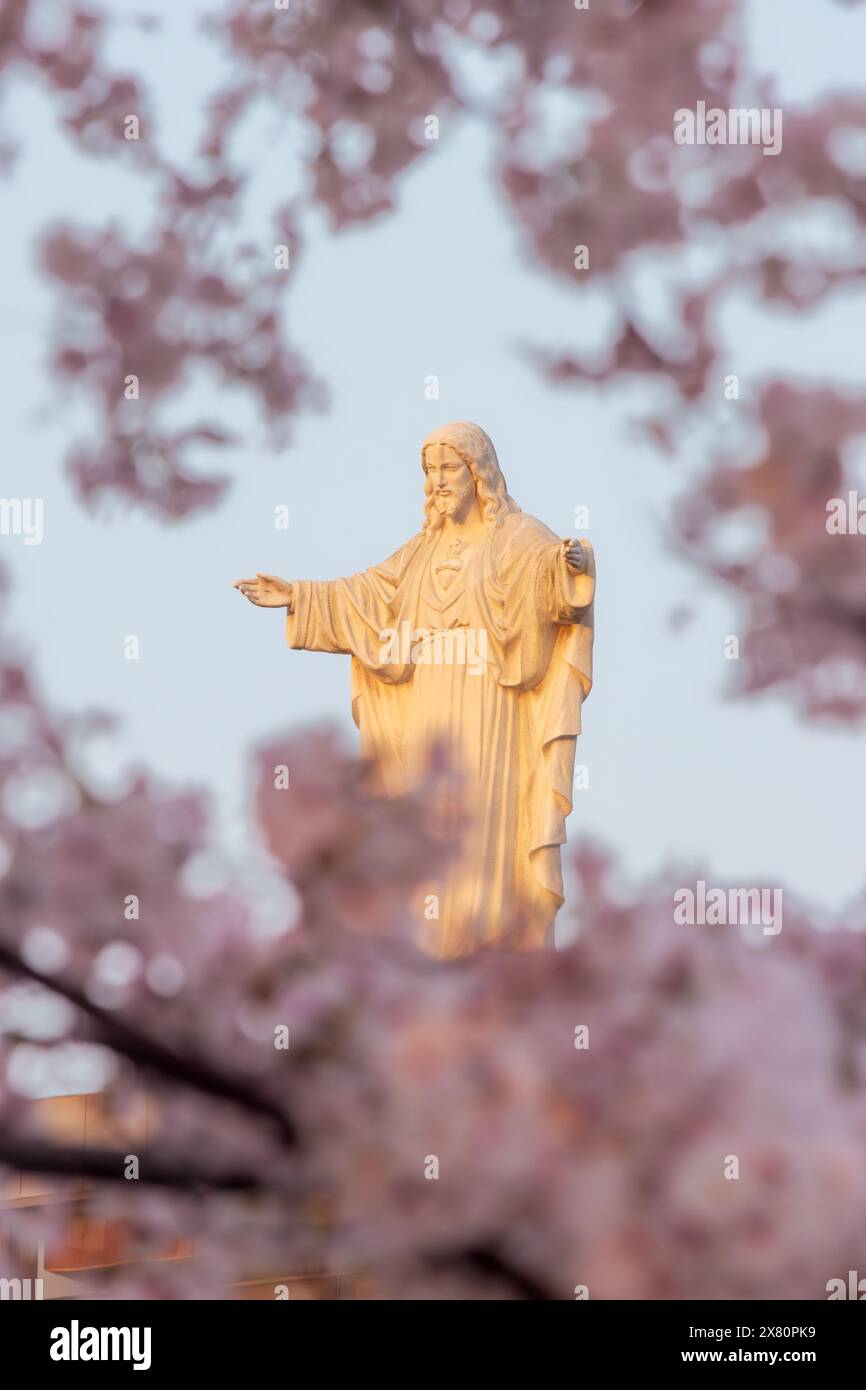 A statue of Jesus surrounded by pink cherry blossoms against a clear ...