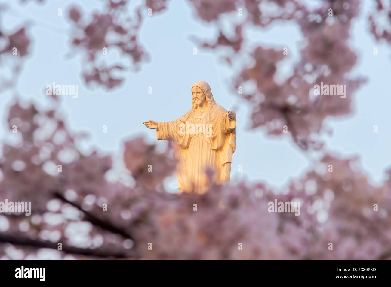 A statue of Jesus surrounded by pink cherry blossoms against a clear ...
