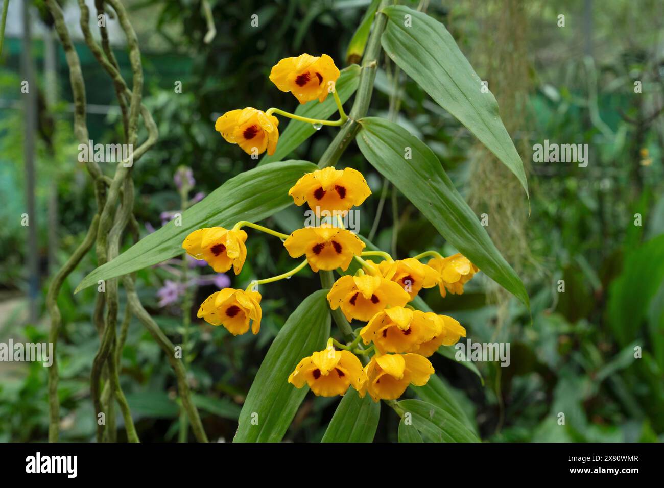 Dendrobium chrysanthum, Yellow Wild Orchid, , Kaziranga National Park ...