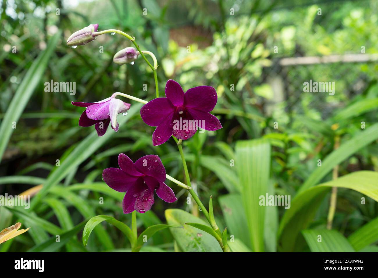 Wild Orchid, , Flower, Kaziranga National Park, Assam, Northeast India ...