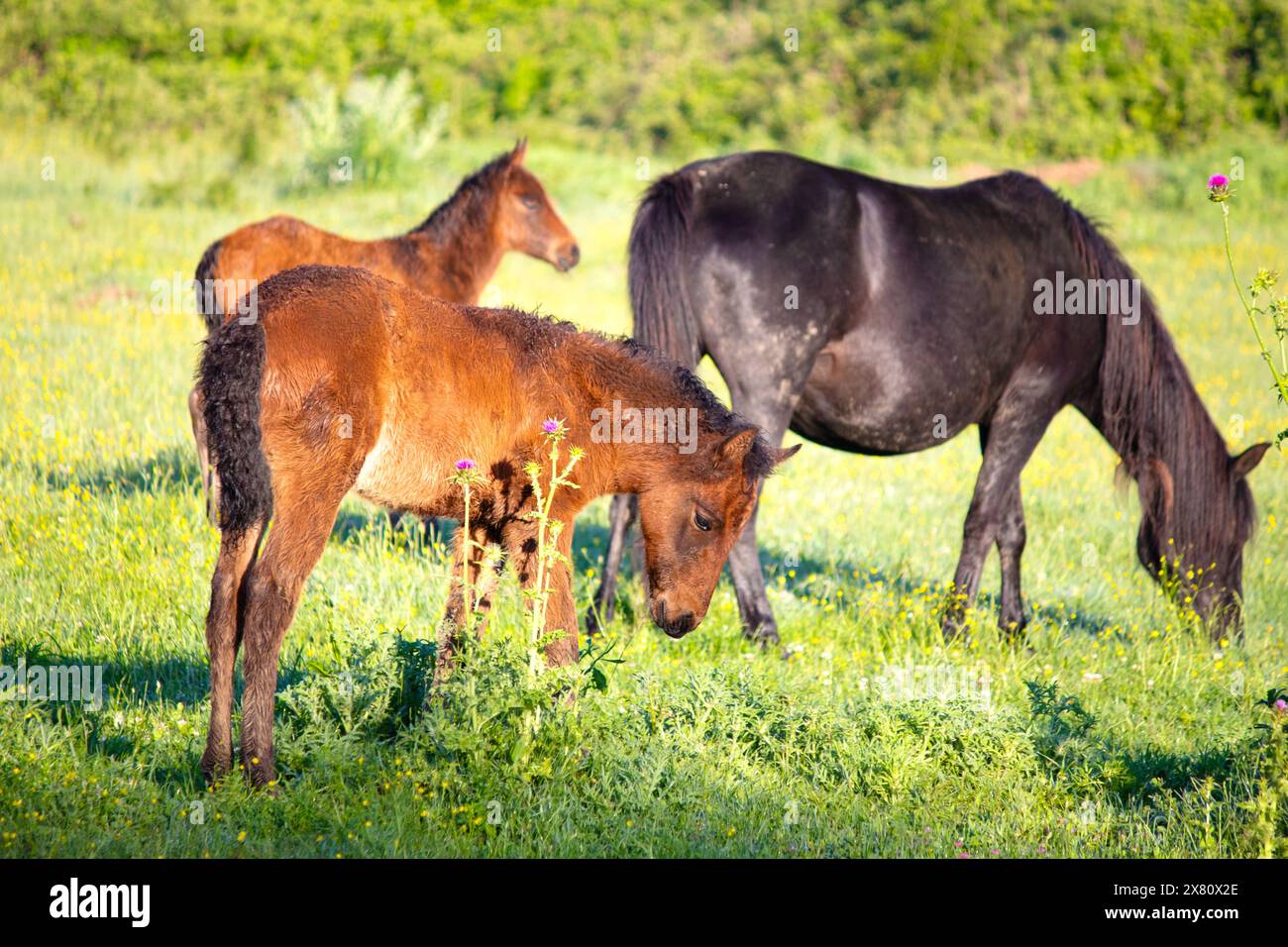 Two foals and a horse. Horses and their foals are grazing in the green ...