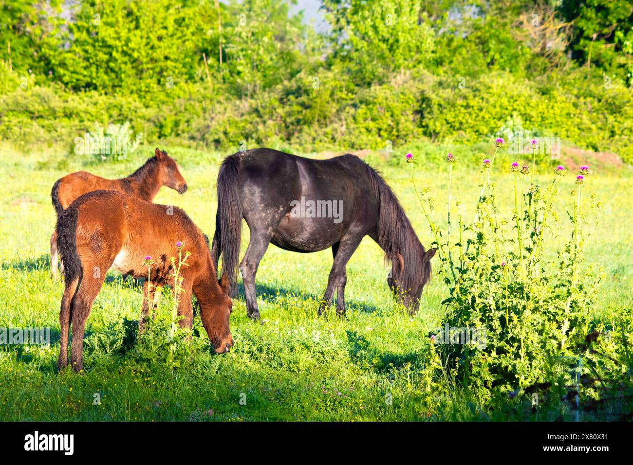 Two foals and a horse. Horses and their foals are grazing in the green ...