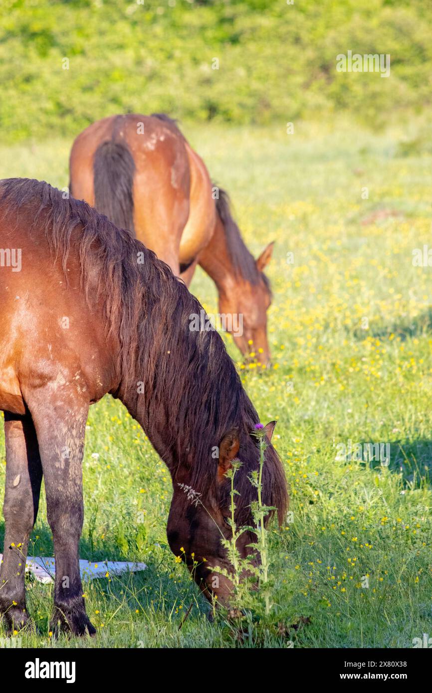 Two horses are grazing in the green meadow. Wild horses in nature ...