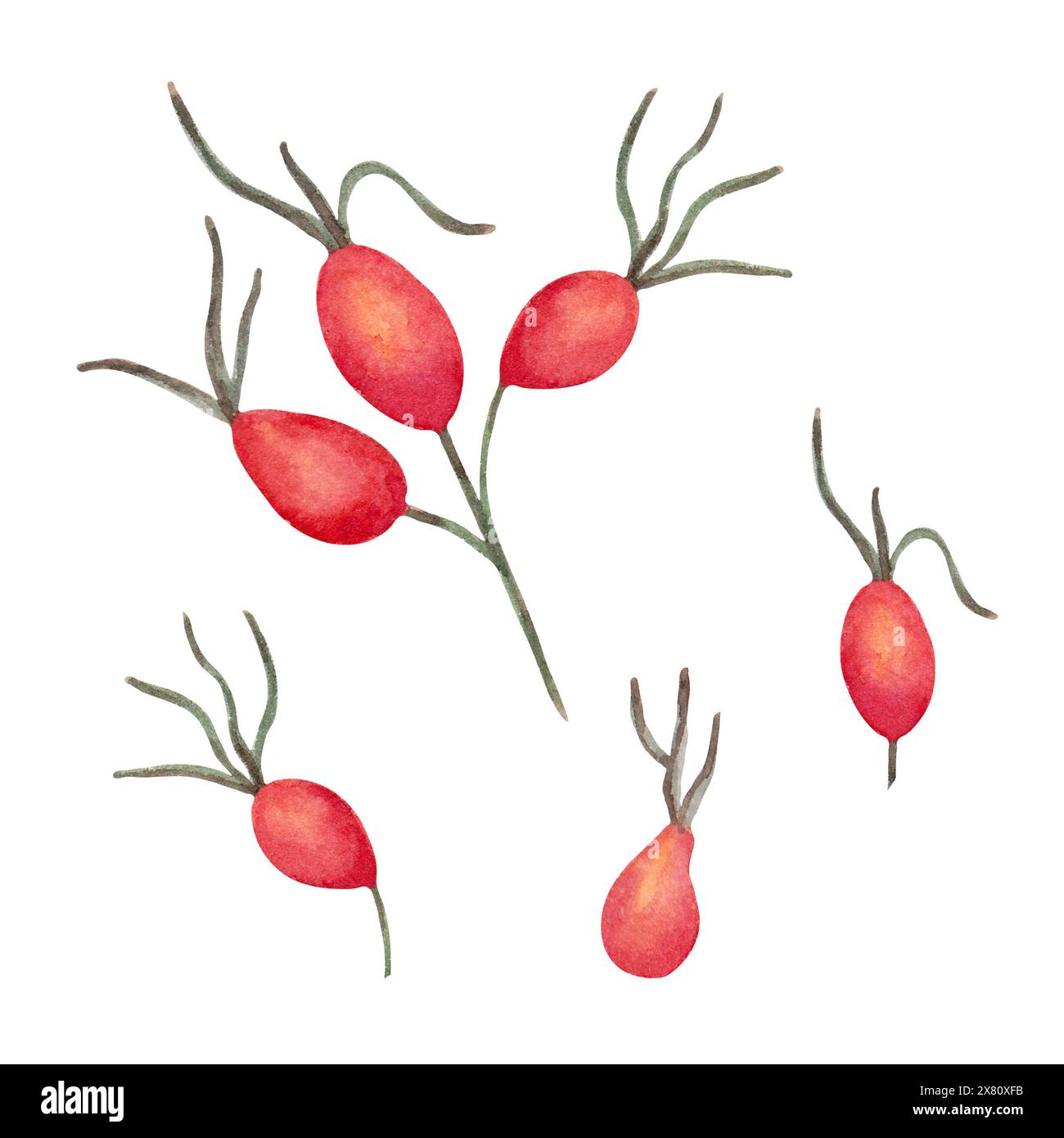 Rosehip sprig with berries.Simple watercolor illustration. Autumn ...