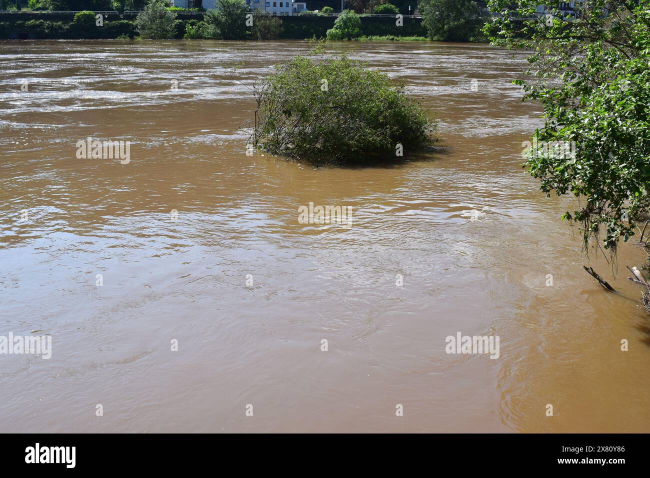 trees in the flood Stock Photo - Alamy