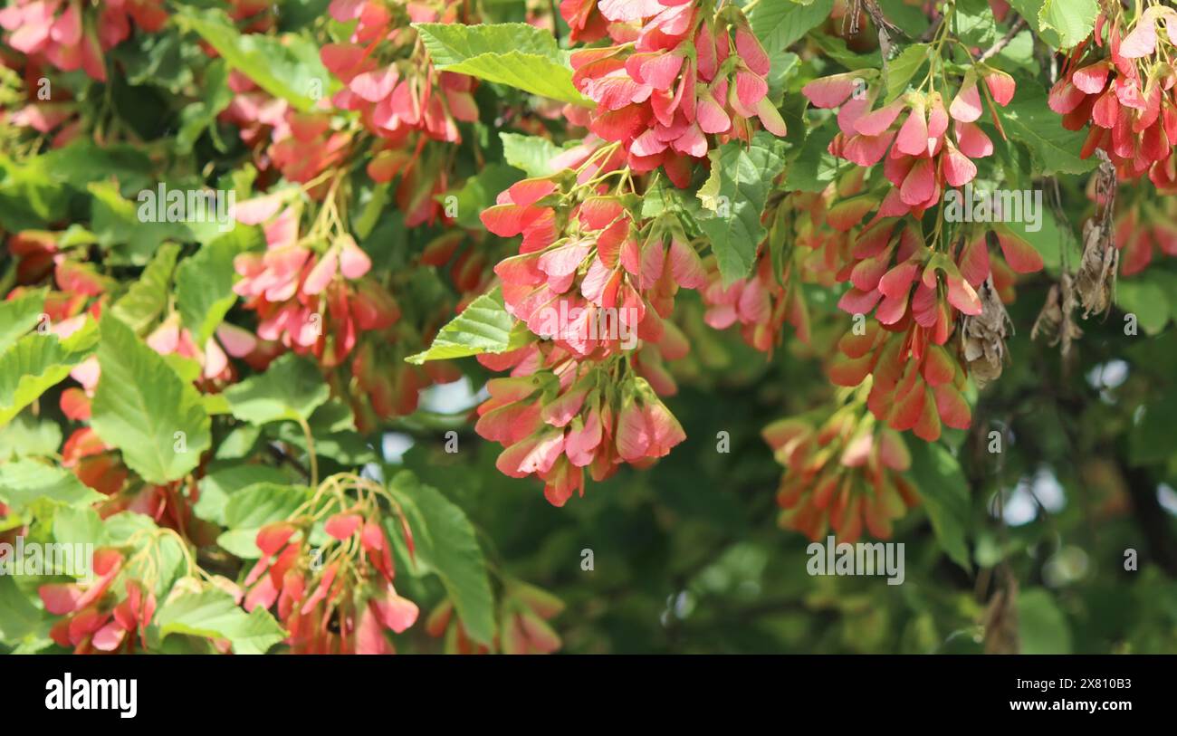 Tatarian maple hi-res stock photography and images - Alamy