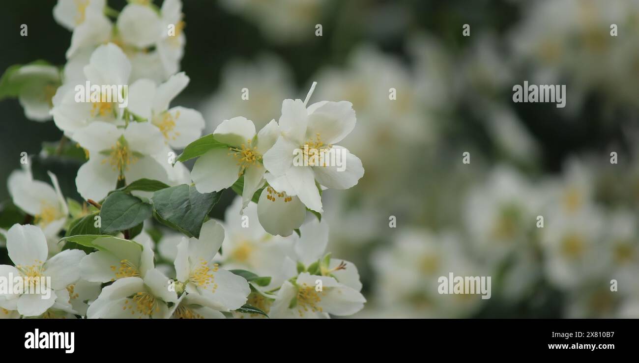 Philadelphus inodorus hi-res stock photography and images - Alamy