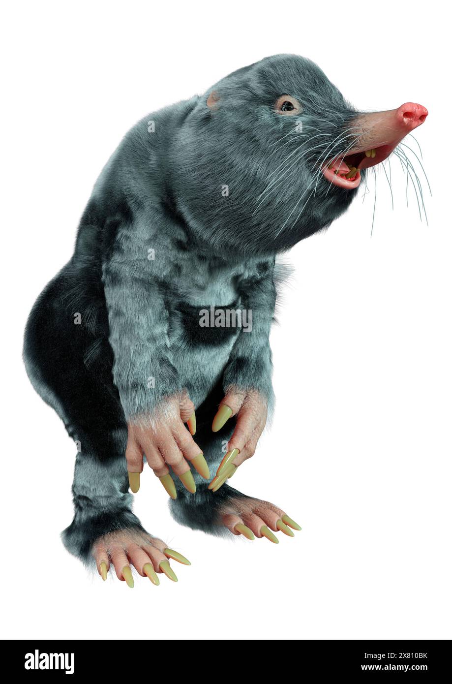 3D rendering of a mole animal isolated on white background Stock Photo ...