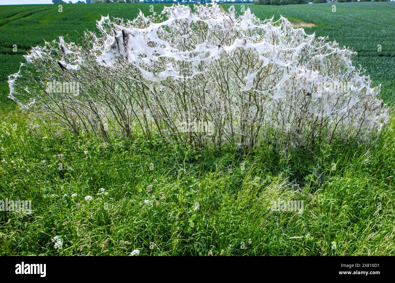 Roduchelsdorf, Germany. 22nd May, 2024. A bush by the roadside is ...