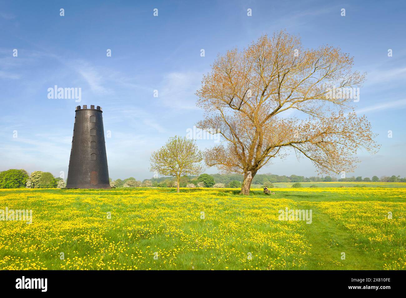 Westwood parkland and disused windmill with wild flowers and flanked by ...