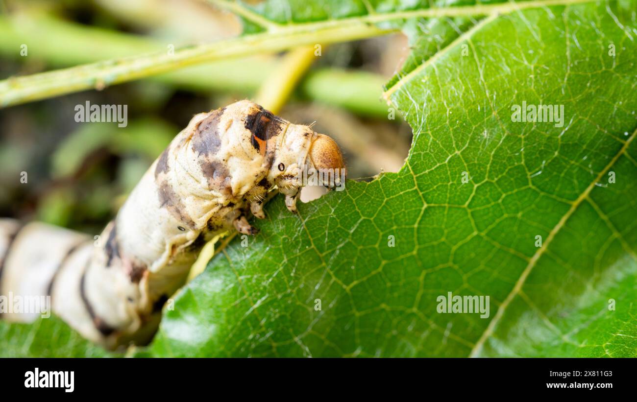 macro close upf of a silkworm (Bombyx mori - domestic silk moth) eating ...