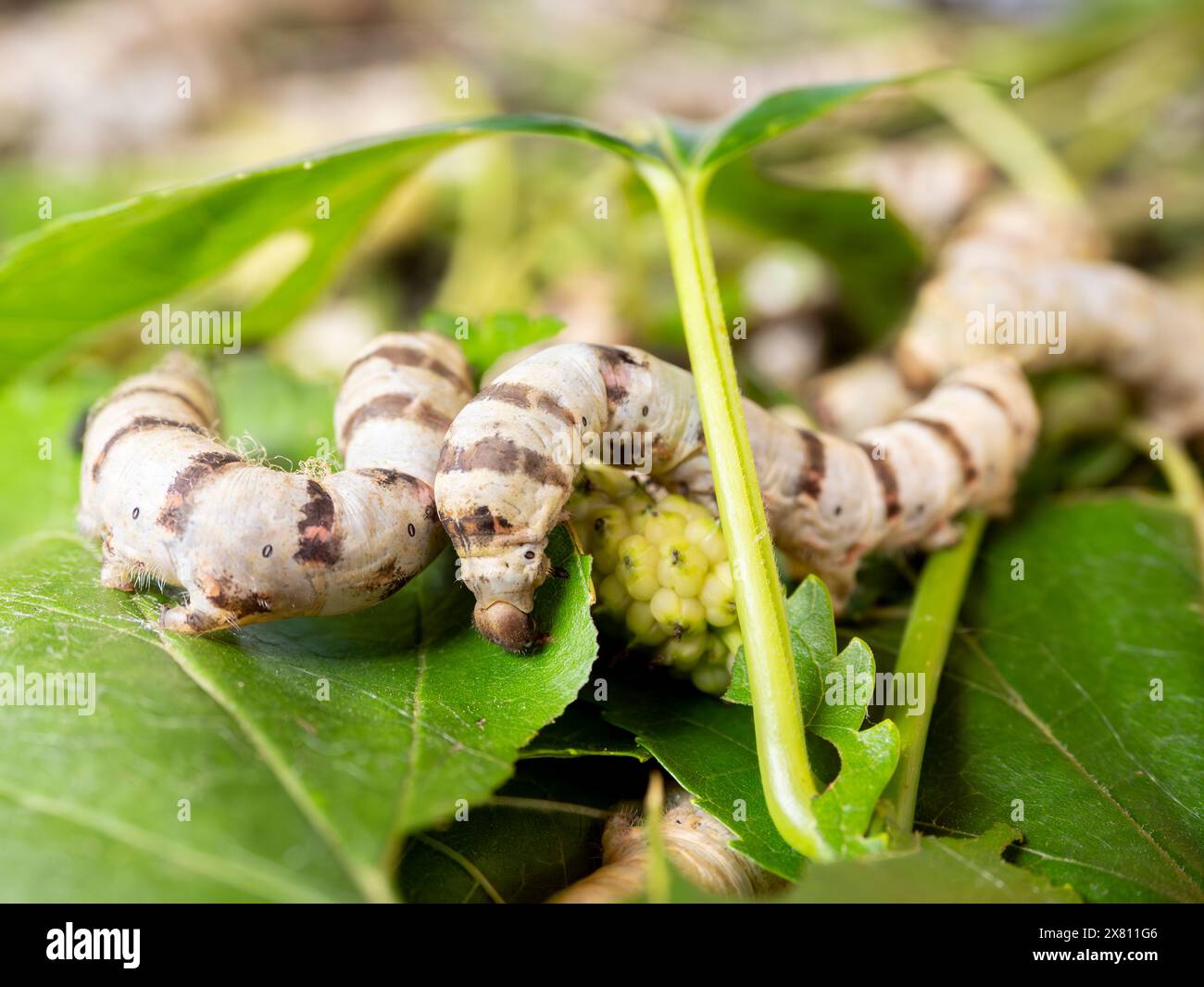 macro close upf of a silkworm (Bombyx mori - domestic silk moth) eating ...