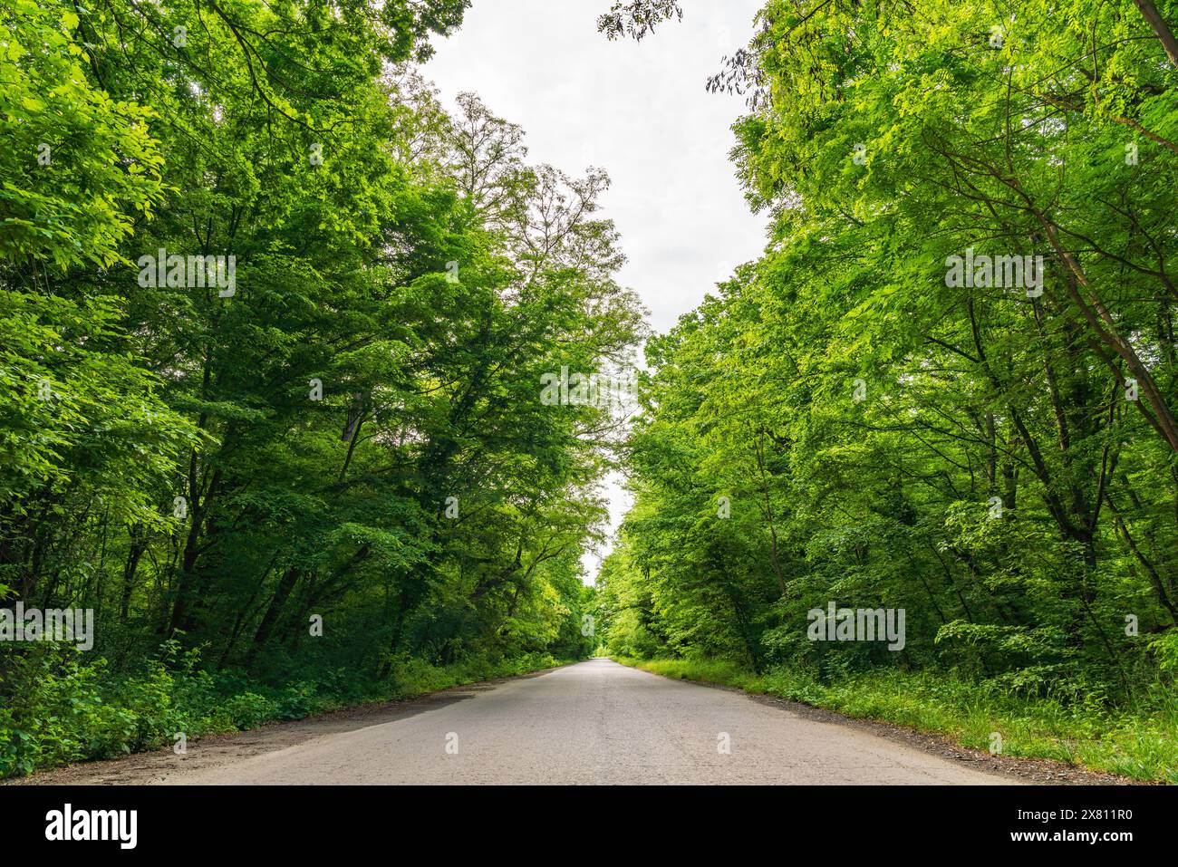 Asphalt road among dense green trees Stock Photo - Alamy
