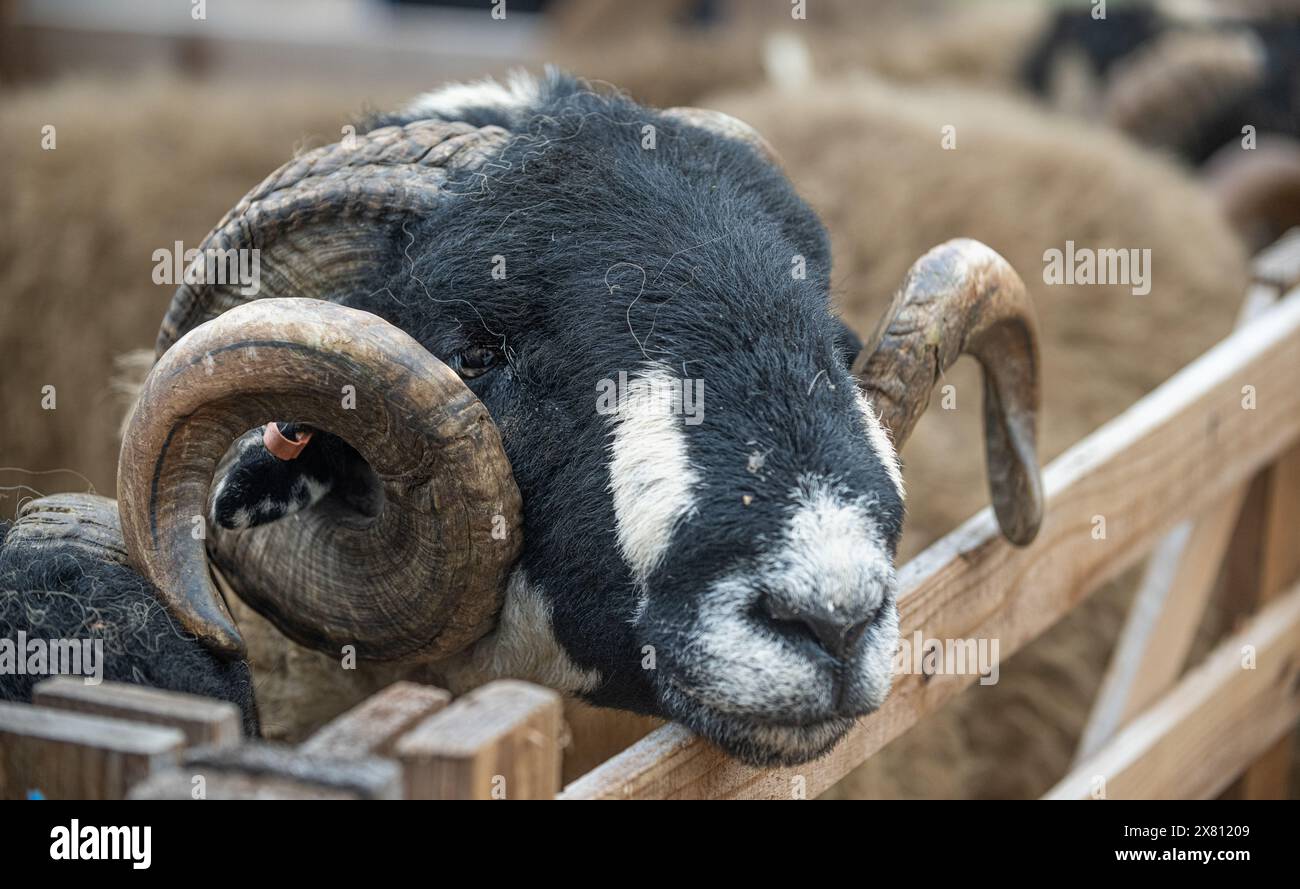 Close-up of a Dalesbred sheep with its curly horns looking out a wooden ...