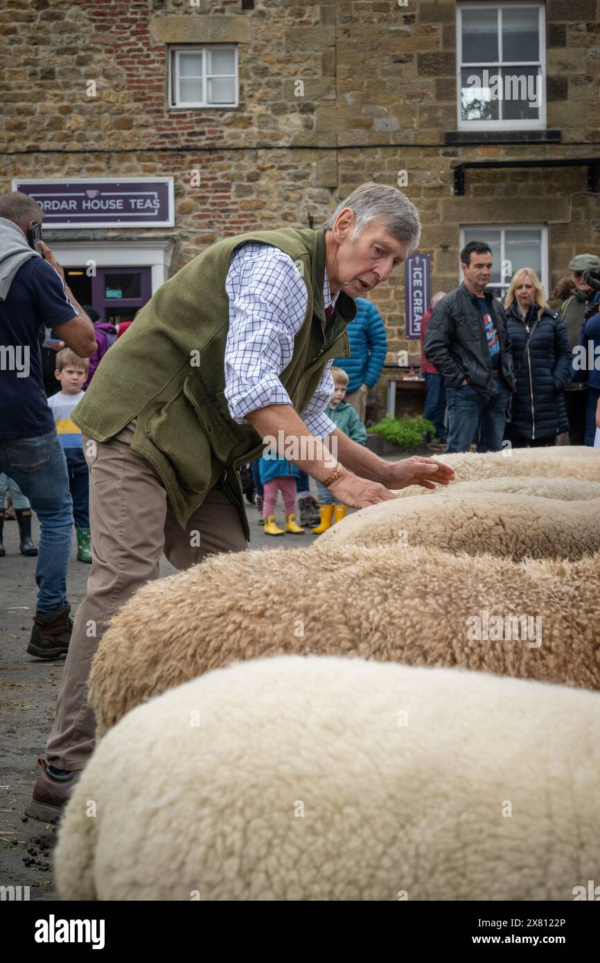 Judge standing at the rear of a row of sheep, comparing them at Masham ...