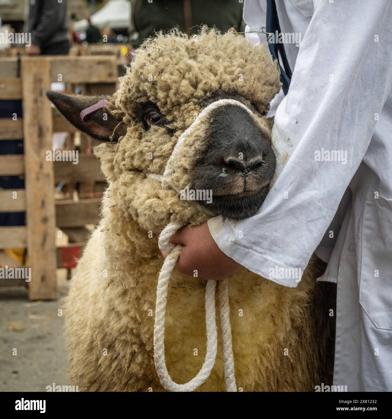 Close-up of a sheep gently steadied by its owner in readiness for ...
