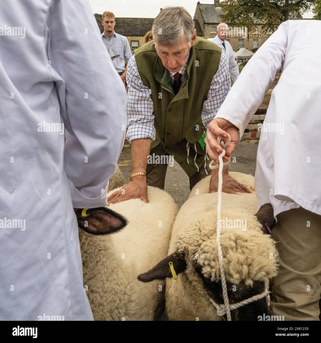 Judge standing at the rear 2 sheep, comparing them at Masham Sheep Fair ...