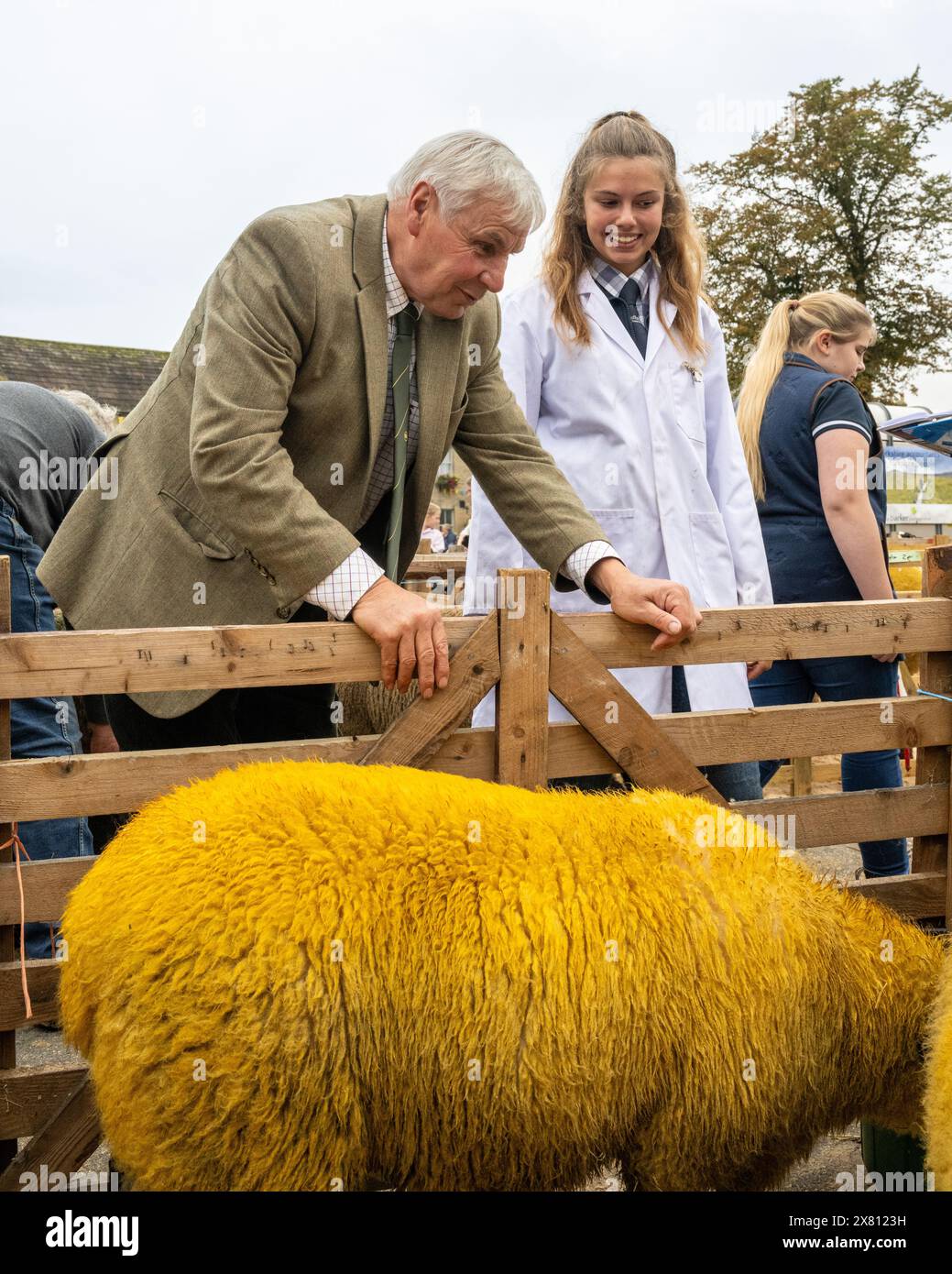 Judge inspecting sheep whilst its young female owner, dressed in a ...