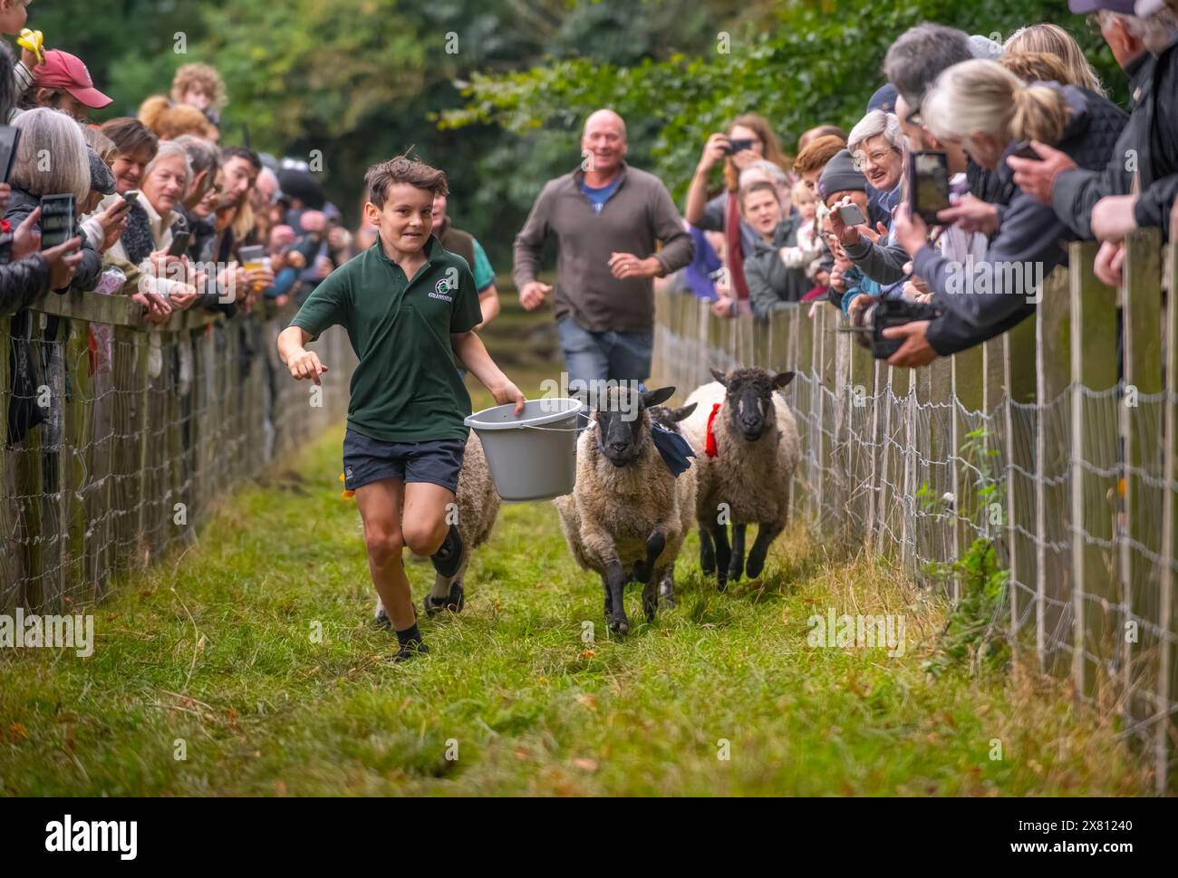 Racing sheep hi-res stock photography and images - Alamy