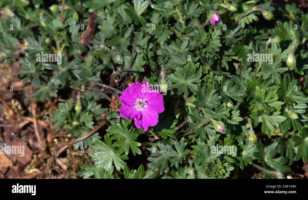 Geranium sanguineum dark purple hi-res stock photography and images - Alamy
