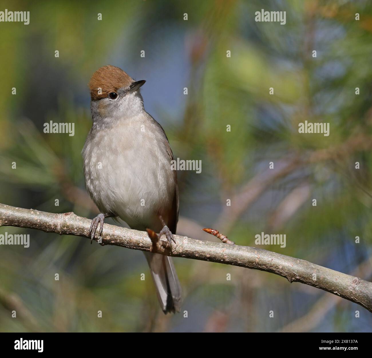Eurasian blackcap warbler hi-res stock photography and images - Alamy