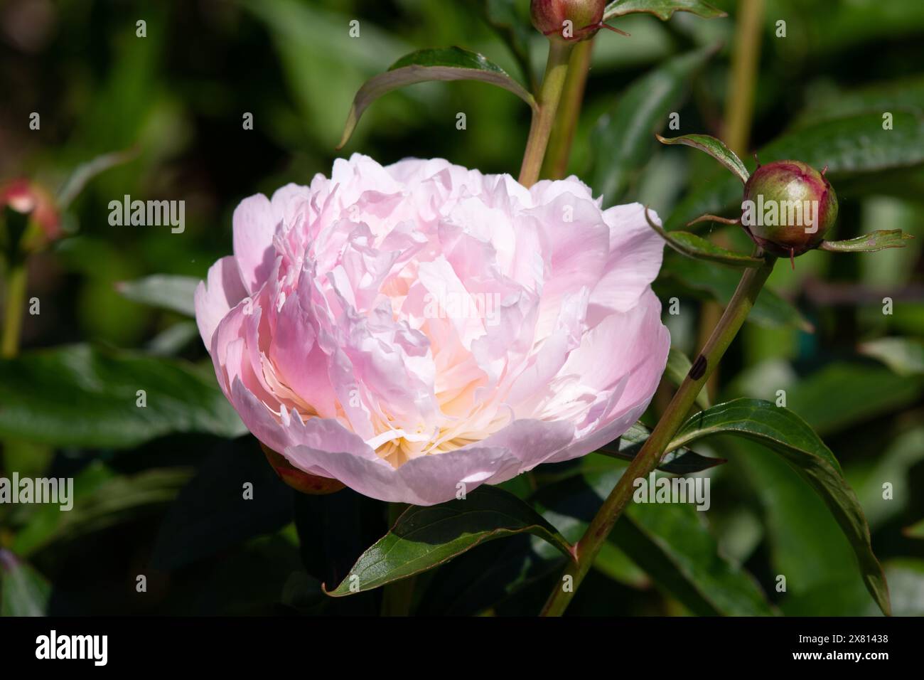 Paeonia lactiflora solange hi-res stock photography and images - Alamy