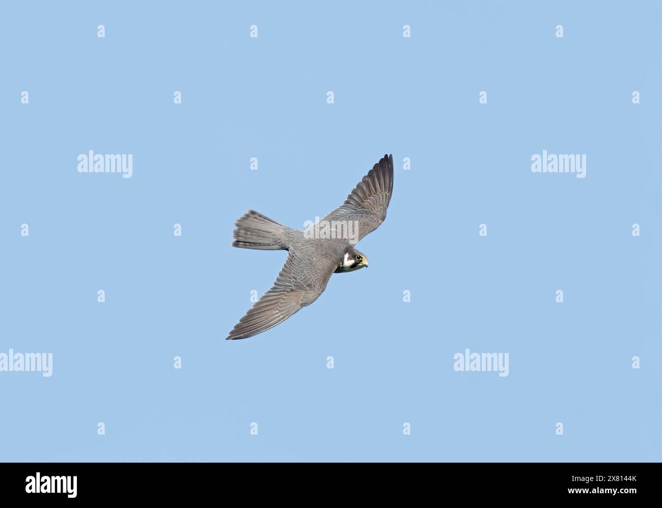 Eurasian hobby in flight Stock Photo - Alamy