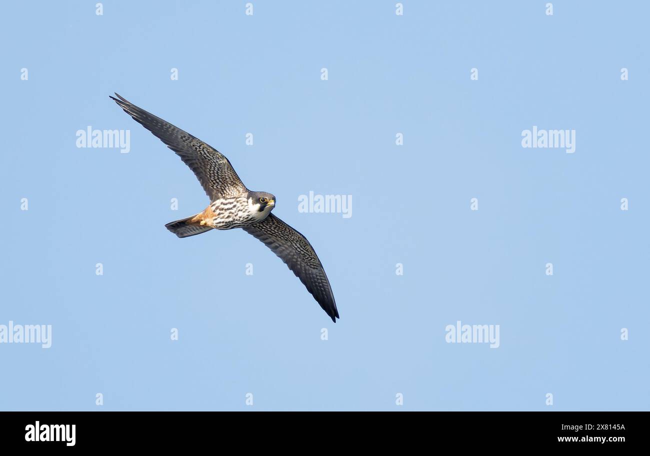 Eurasian hobby in flight Stock Photo - Alamy