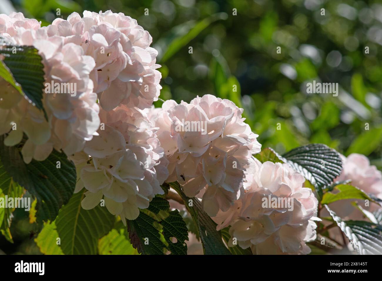 Viburnum pink flowers hi-res stock photography and images - Alamy