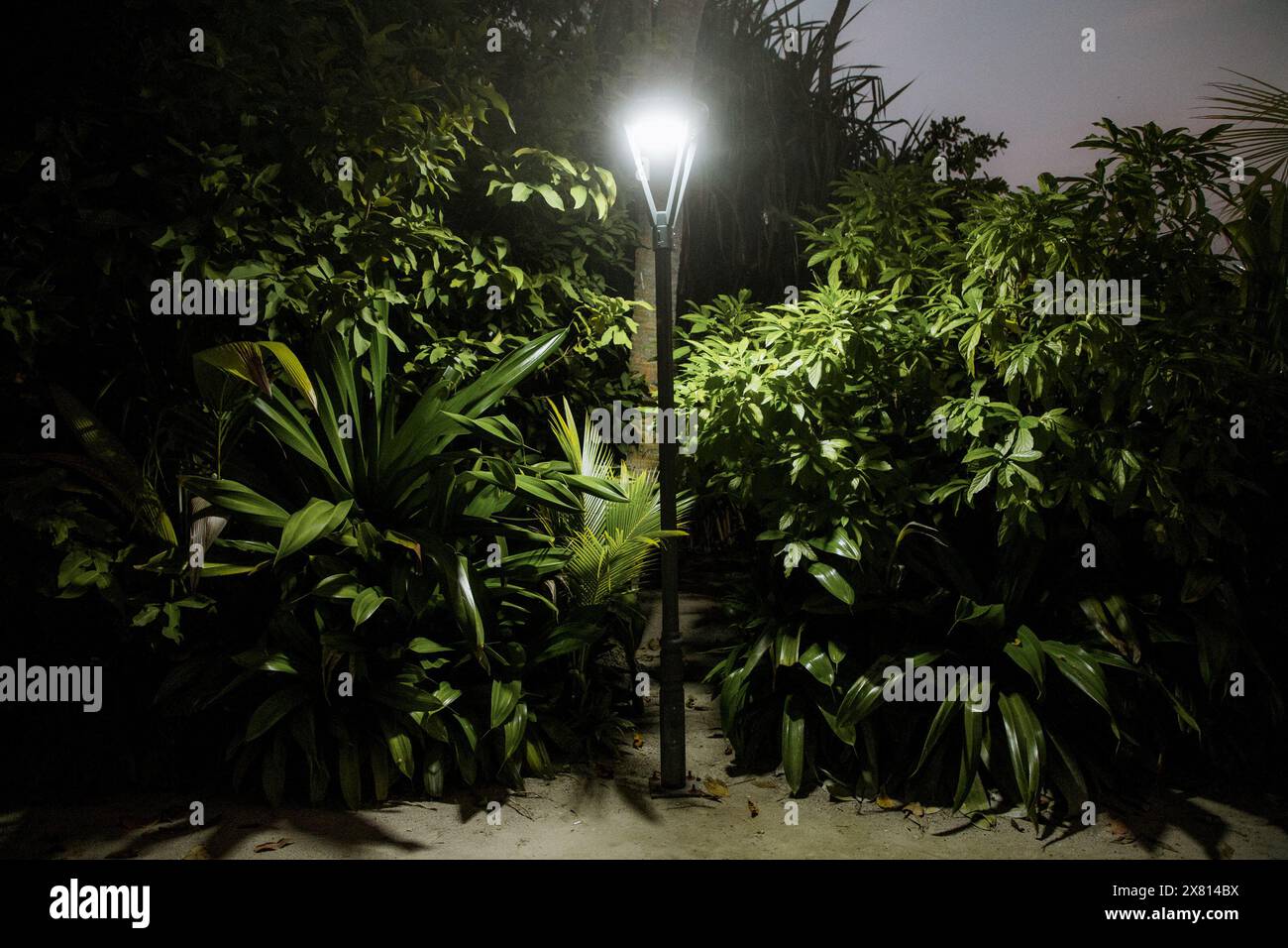 dark green tropical plants at night Stock Photo - Alamy