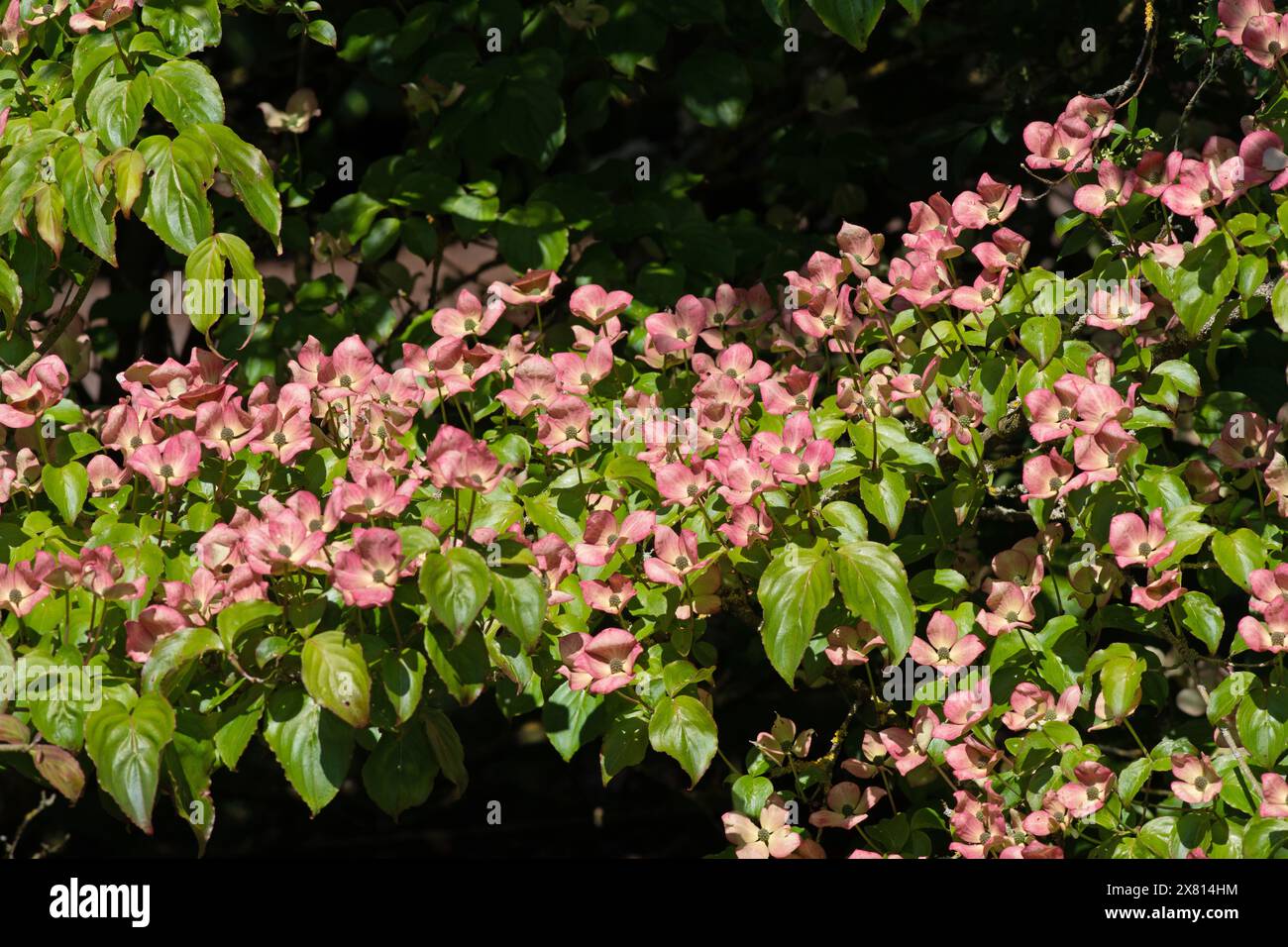 Cornus plant hi-res stock photography and images - Alamy