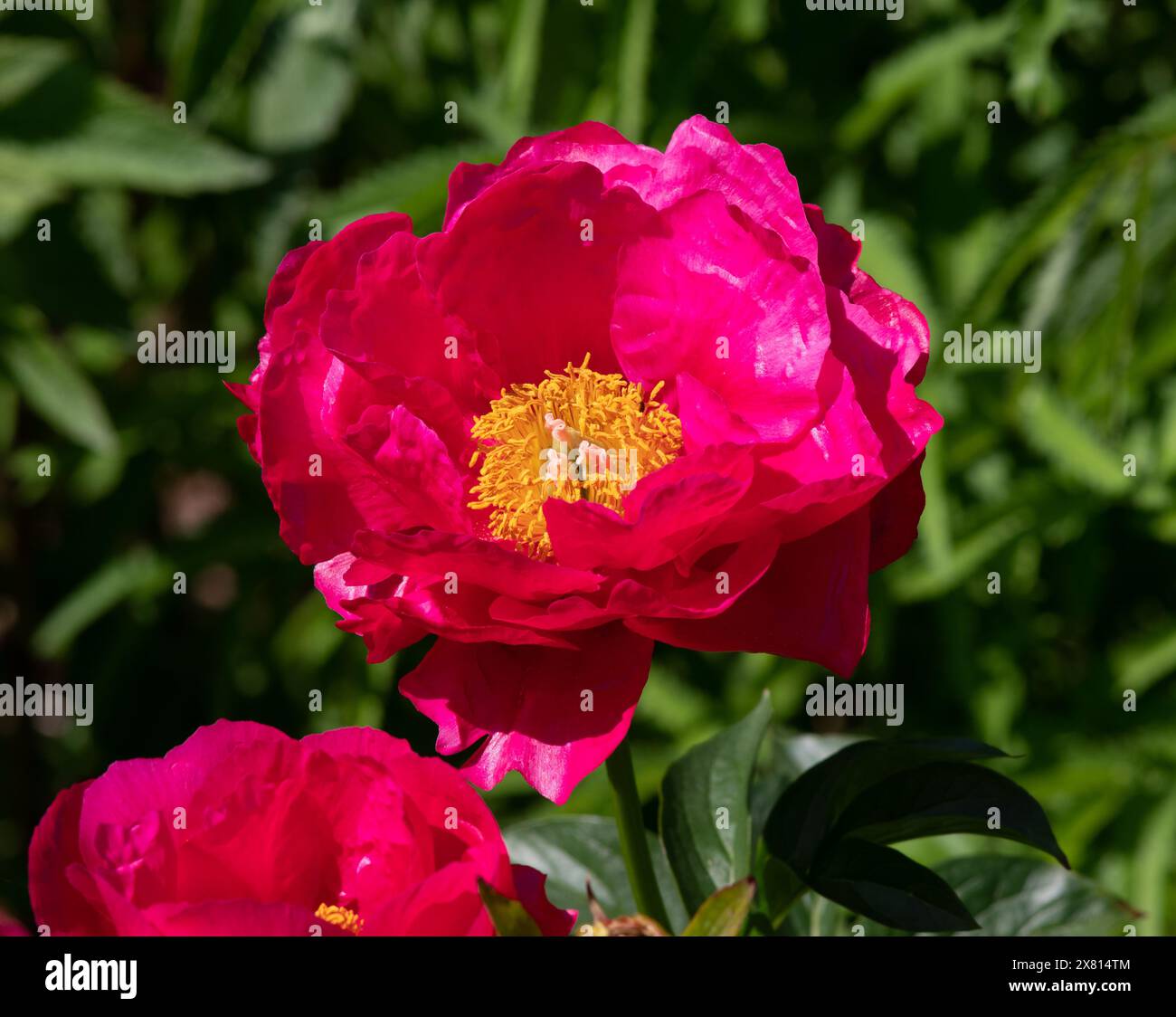 Paeonia peony double flower pink hi-res stock photography and images ...