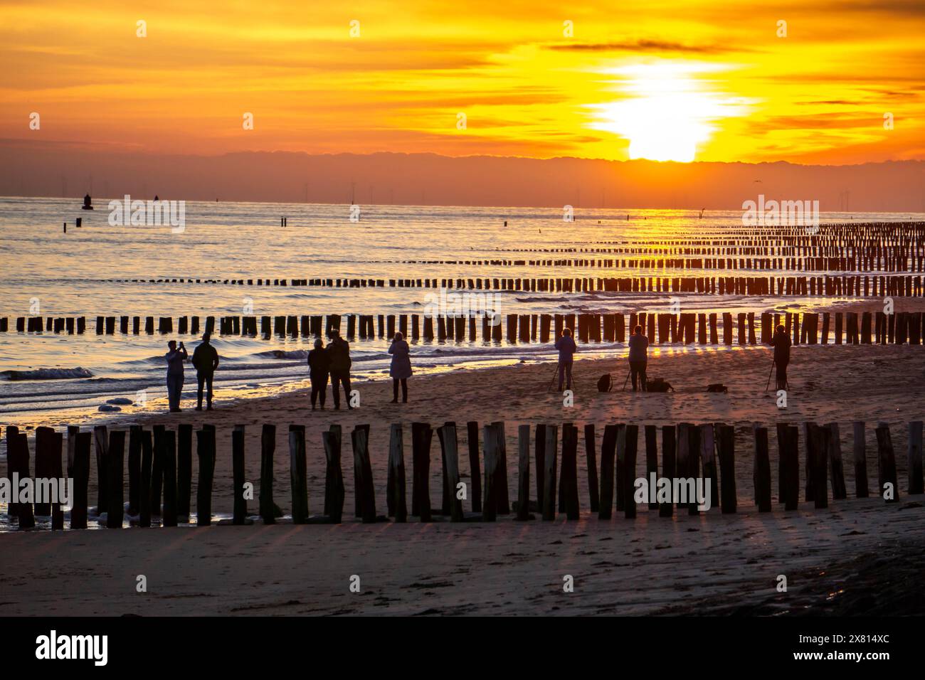 Sunset on the beach of Zoutelande, beach with wooden pile breakwaters ...