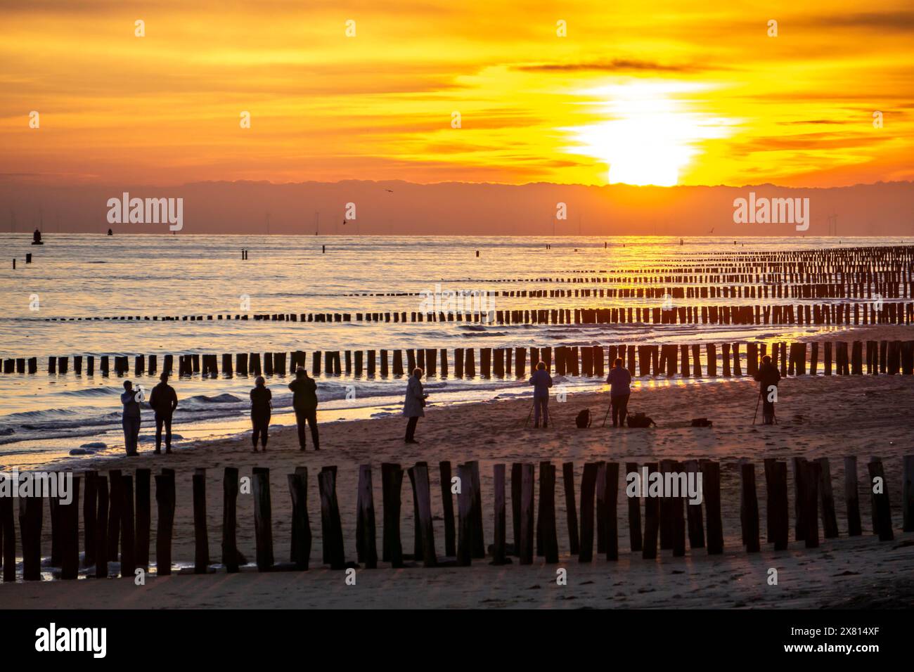 Sunset on the beach of Zoutelande, beach with wooden pile breakwaters ...