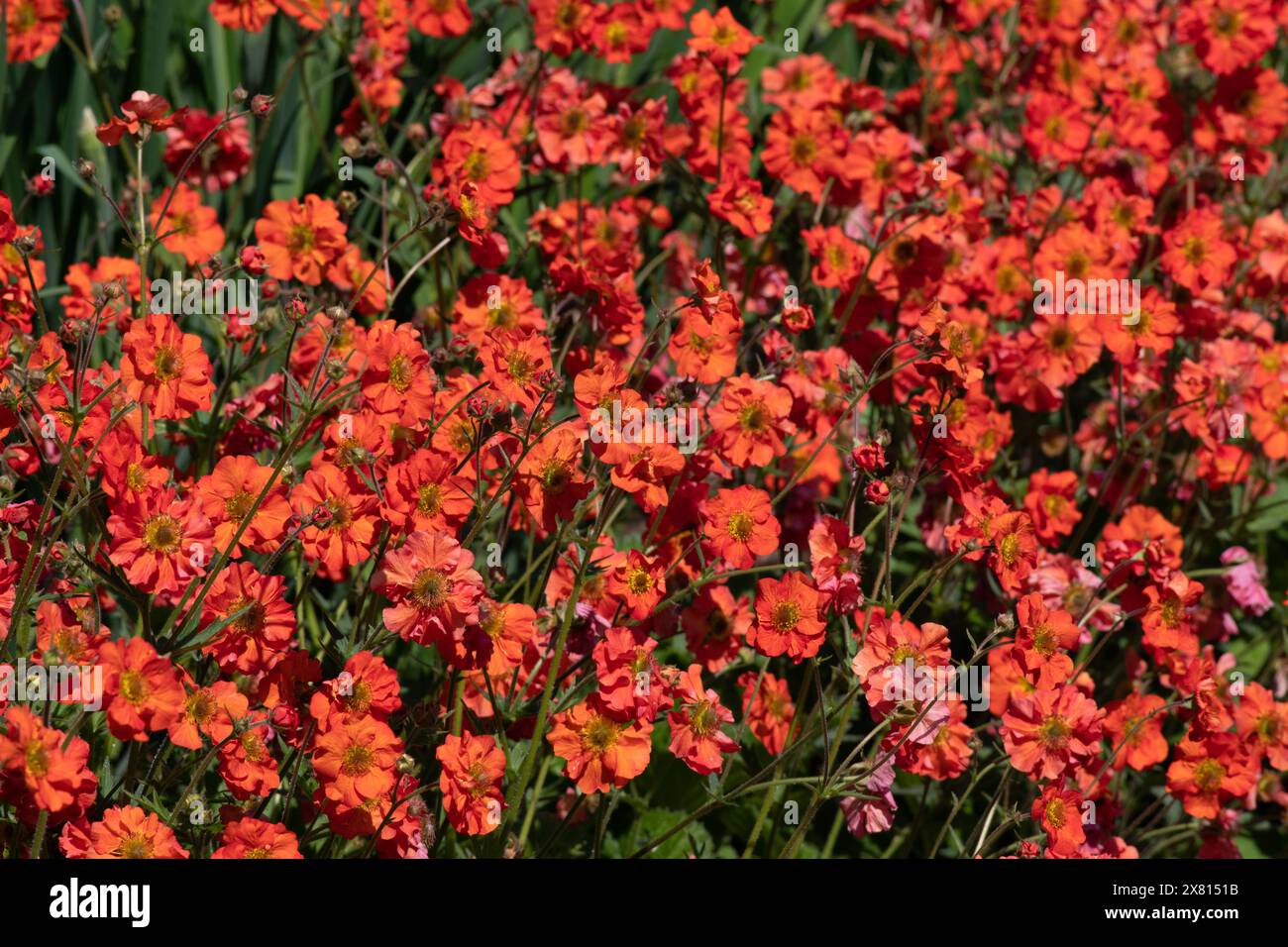 Geum 'Scarlet Tempest' Stock Photo - Alamy