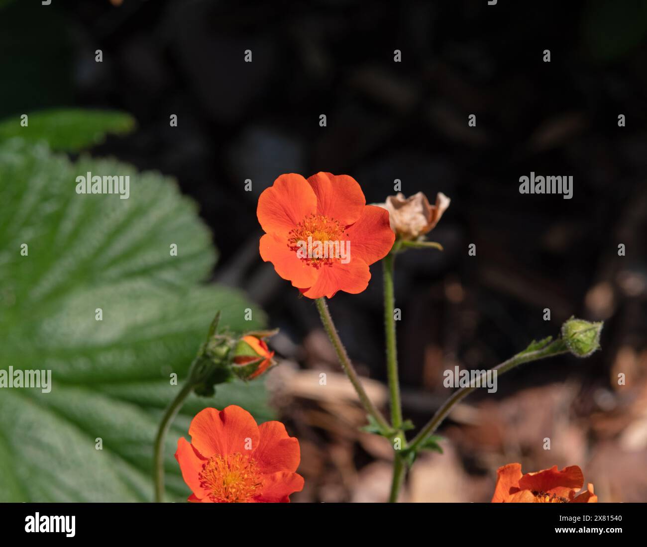 Geum coccineum 'Queen of Orange' Stock Photo - Alamy