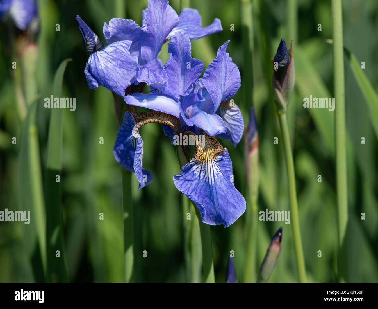 Iris perrys blue sib hi-res stock photography and images - Alamy