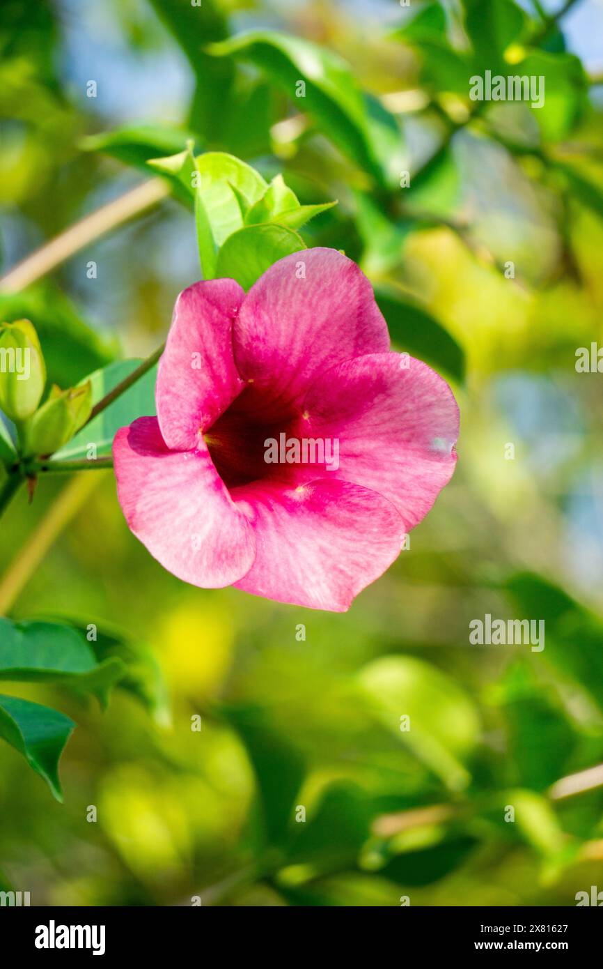 Allamanda blanchetii (purple allamanda, violet allamanda, Allamanda ...