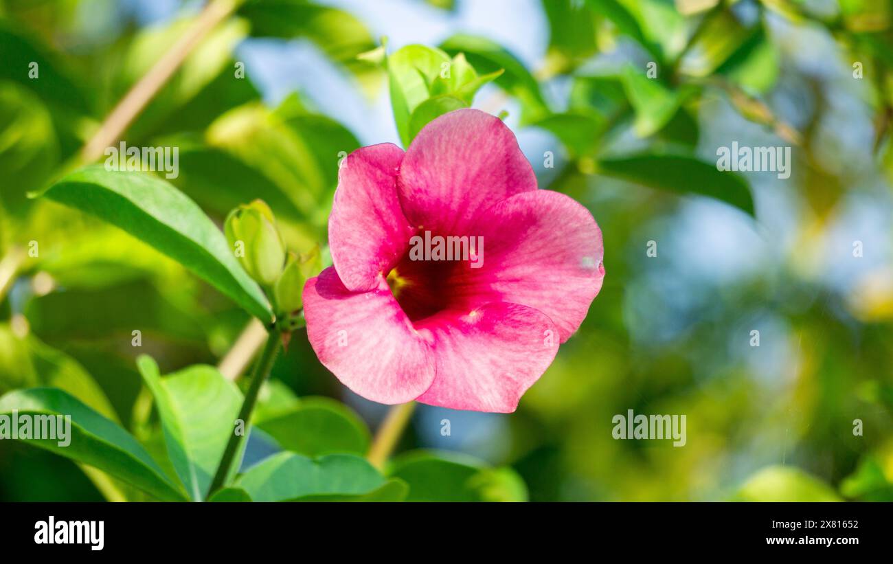Allamanda blanchetii (purple allamanda, violet allamanda, Allamanda ...
