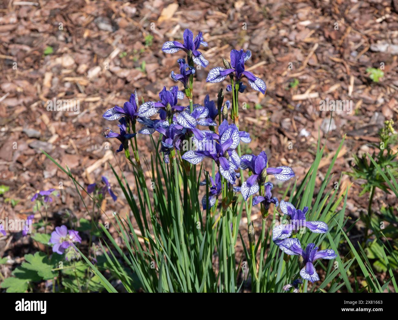 Iris sibirica 'Flight of Butterflies' Stock Photo - Alamy