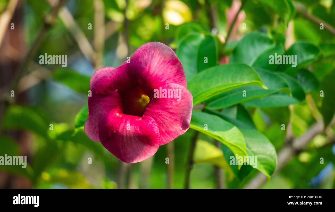 Allamanda blanchetii (purple allamanda, violet allamanda, Allamanda ...