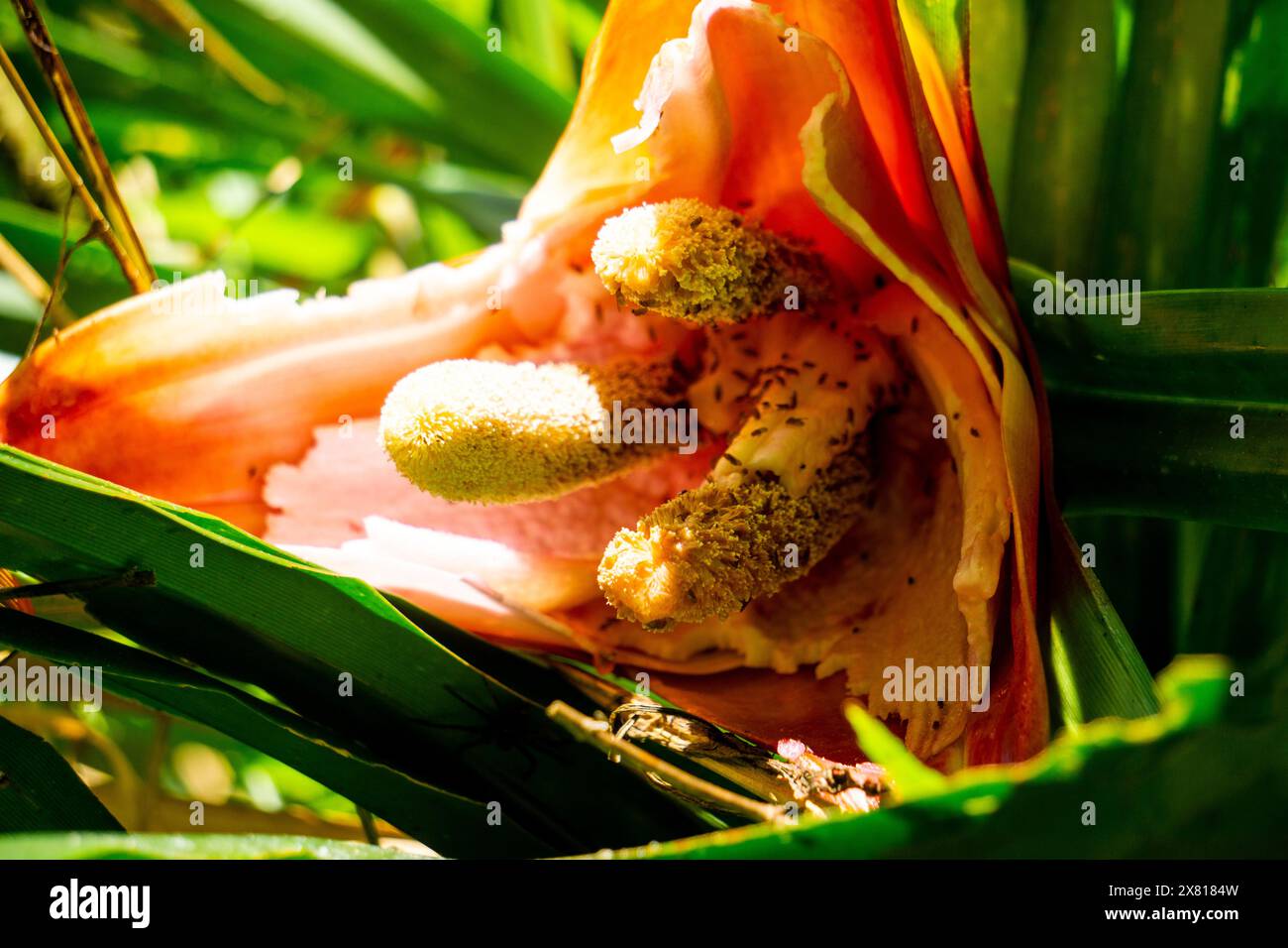 Benstonea kurzii (pandan sili, Srengseng, Pandanus caricosus, Pandanus ...