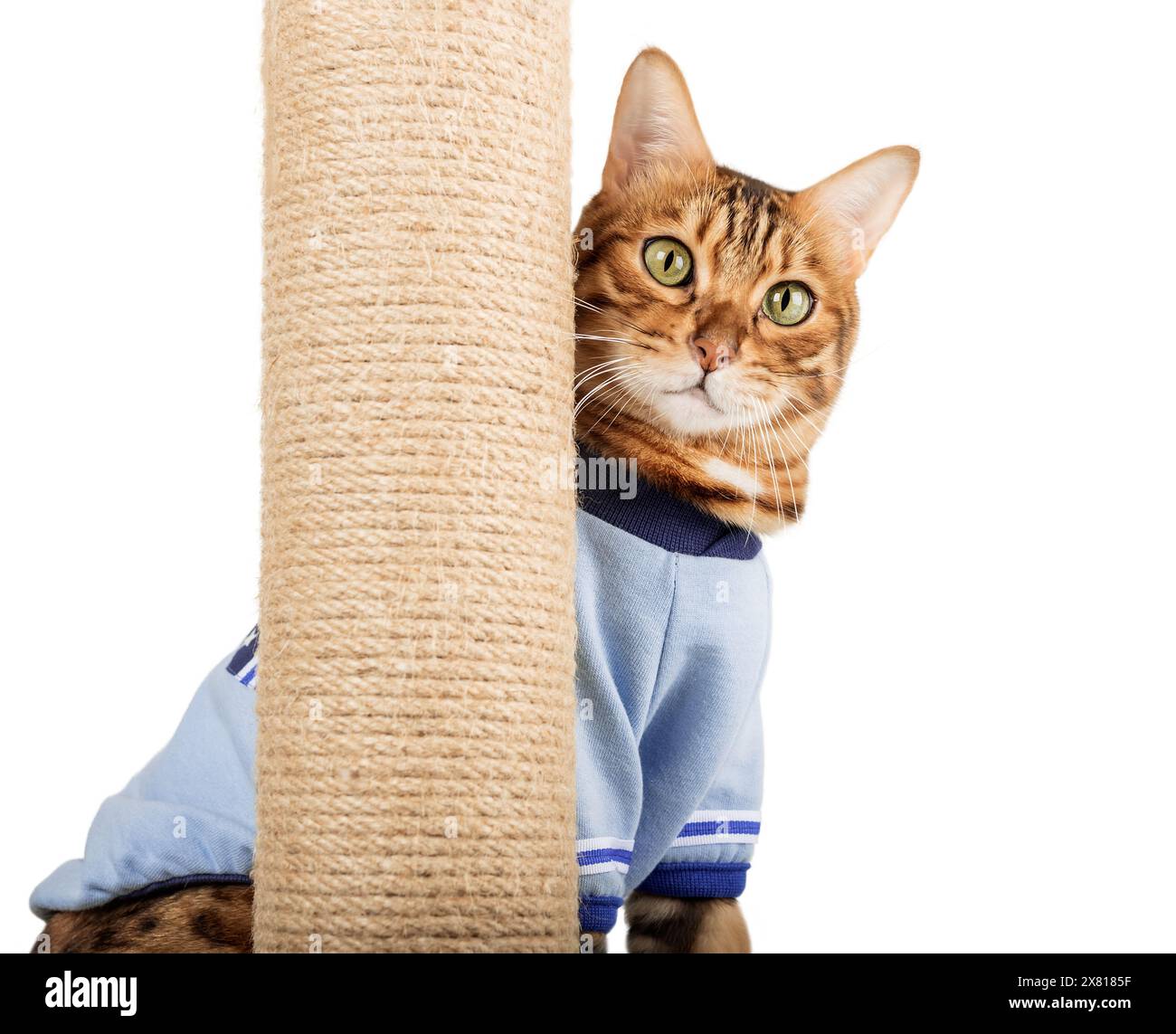 A Bengal cat peeks out from behind a cat scratching post. Cat and ...