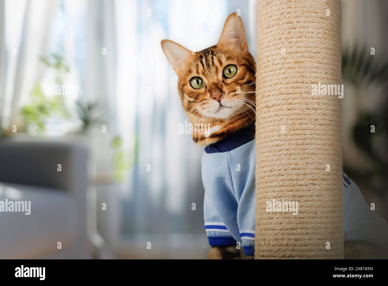 A Bengal cat peeks out from behind a cat scratching post. Cat and ...