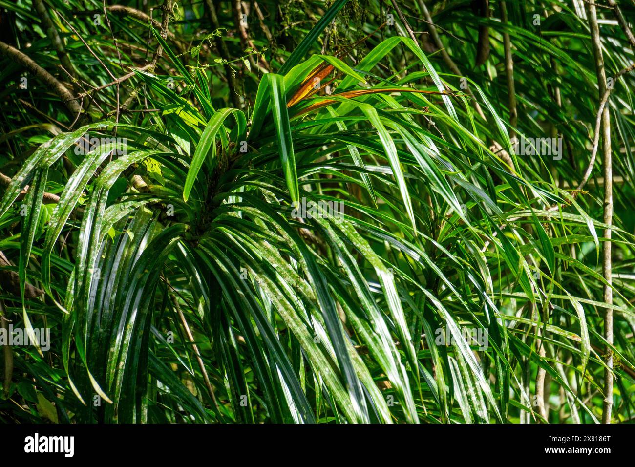 Benstonea kurzii (pandan sili, Srengseng, Pandanus caricosus, Pandanus ...
