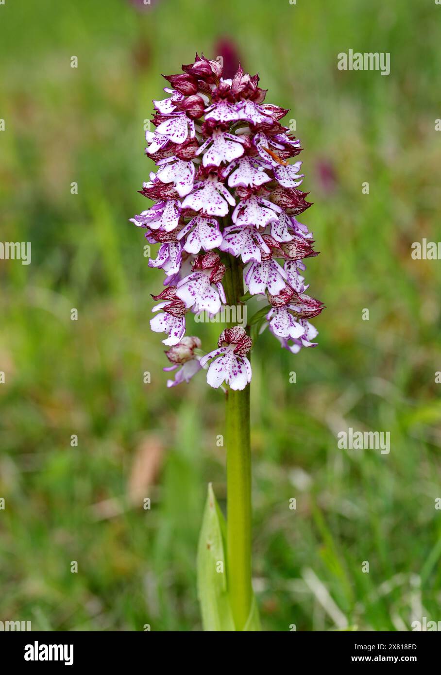 Lady Orchid, Orchis purpurea, Orchidaceae. Oxfordshire, UK. Rare in the ...