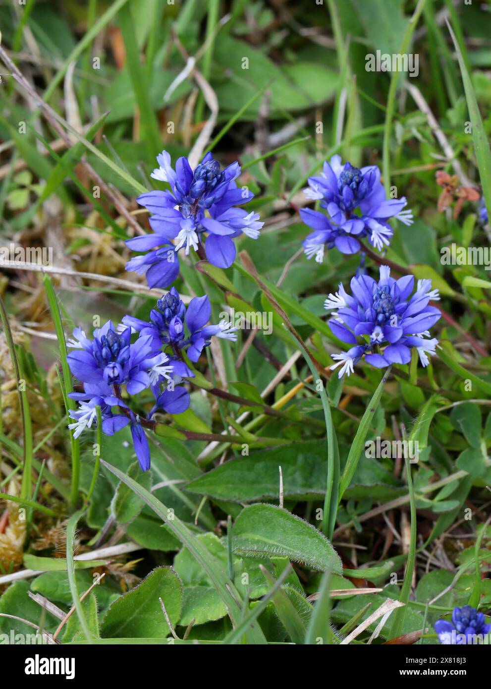 Common Milkwort, Polygala vulgaris, Polygalaceae. Oxfordshire, UK. A ...