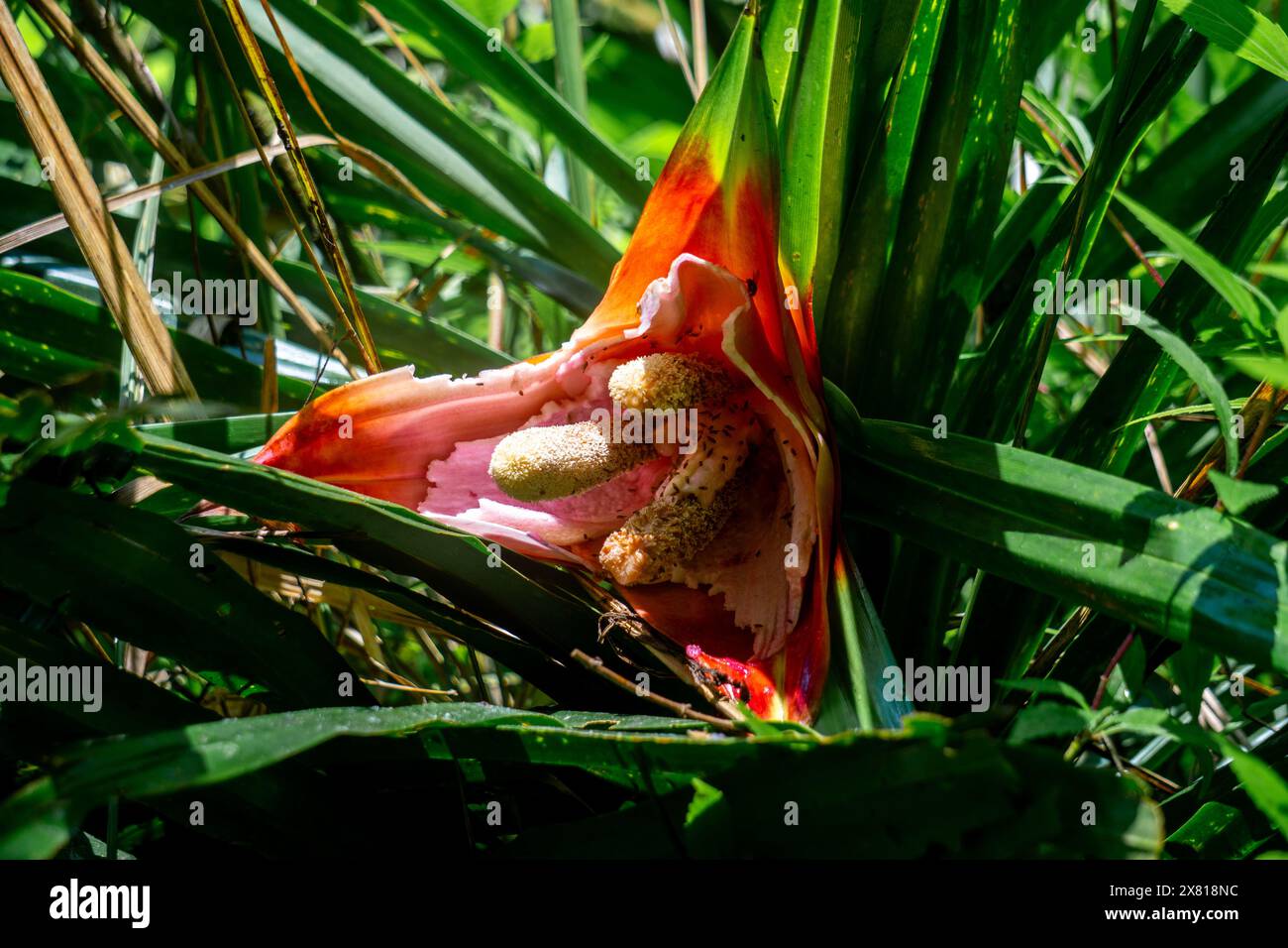 Benstonea kurzii (pandan sili, Srengseng, Pandanus caricosus, Pandanus ...